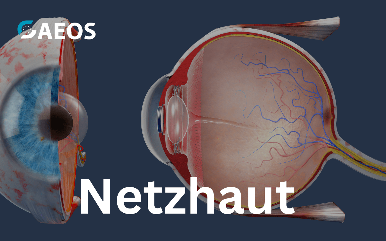 Netzhaut - Arab-European Ophthalmological Society (AEOS) e. V.